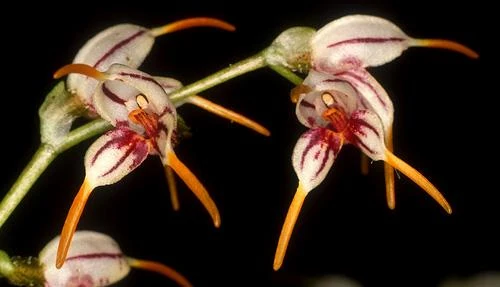 Masdevallia caloptera | Orchids Wiki | Fandom