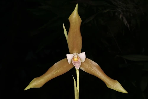 Lycaste schilleriana | Orchids Wiki | Fandom