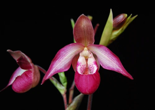 Phragmipedium Sedenii | Orchids Wiki | Fandom