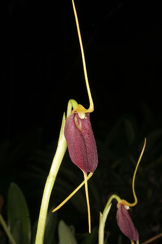 Masdevallia excelsior | Orchids Wiki | Fandom