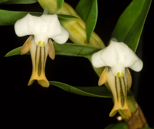 Dendrobium revolutum | Orchids Wiki | Fandom