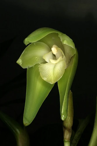 Ida fragrans | Orchids Wiki | Fandom