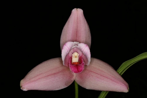 Lycaste Macama | Orchids Wiki | Fandom