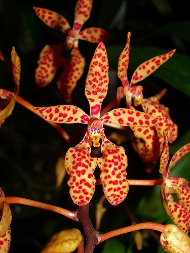 Renanthera monachica | Orchids Wiki | Fandom