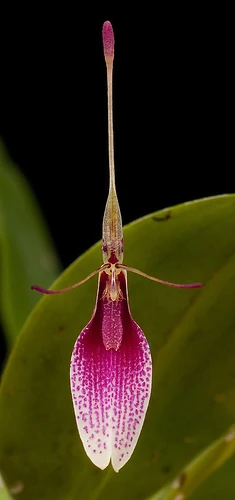 Restrepia seketii | Orchids Wiki | Fandom