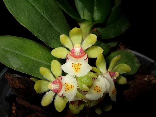 Gastrochilus japonicus | Orchids Wiki | Fandom