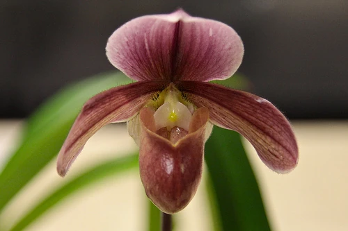 Category:2nd Generation Paphiopedilum Hybrids | Orchids Wiki | Fandom