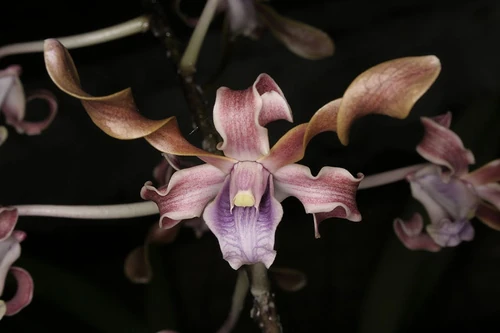 Dendrobium helix | Orchids Wiki | Fandom