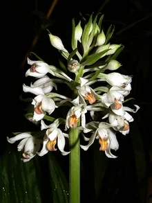 Calanthe calanthoides | Orchids Wiki | Fandom