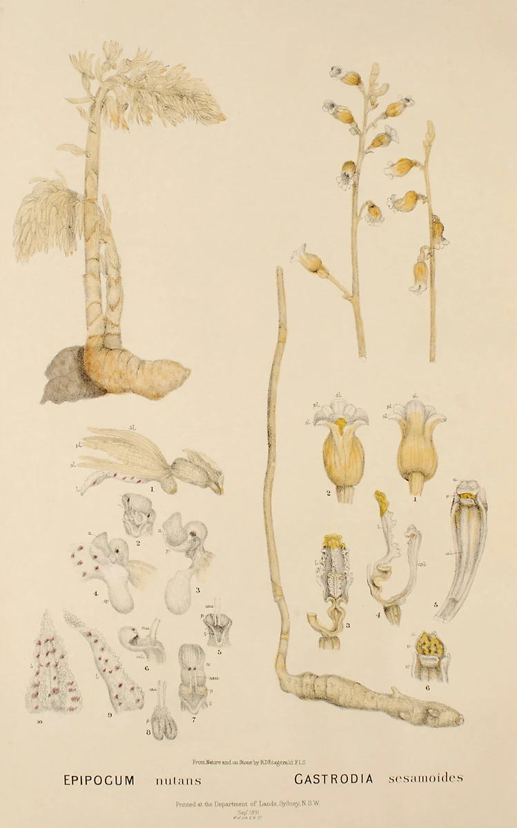 Gastrodia | Orchids Wiki | Fandom