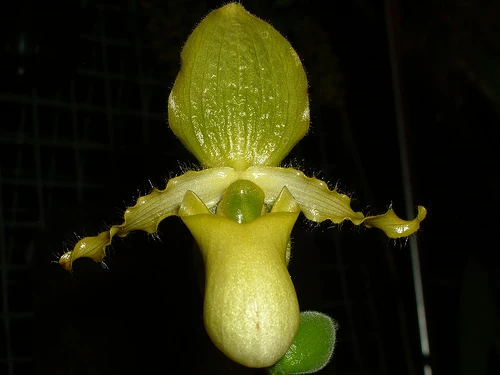 Paphiopedilum primulinum | Orchids Wiki | Fandom