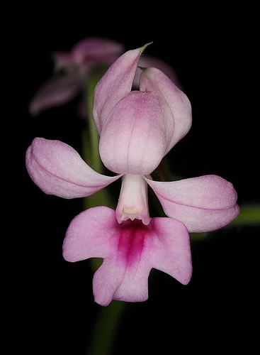 Calanthe rubens | Orchids Wiki | Fandom