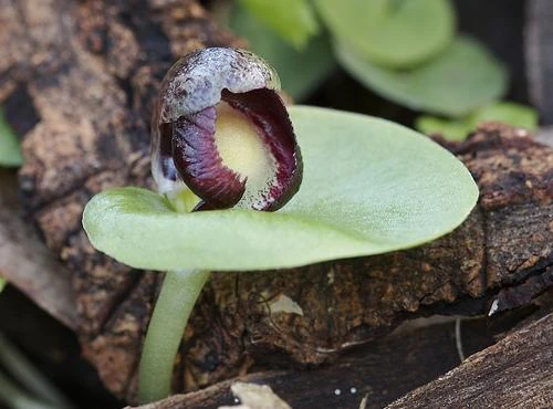 Corybas incurvus | Orchids Wiki | Fandom