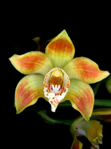 Chysis tricostata | Orchids Wiki | Fandom