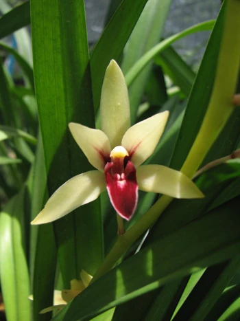 Cymbidium Faridah Hashim | Orchids Wiki | Fandom