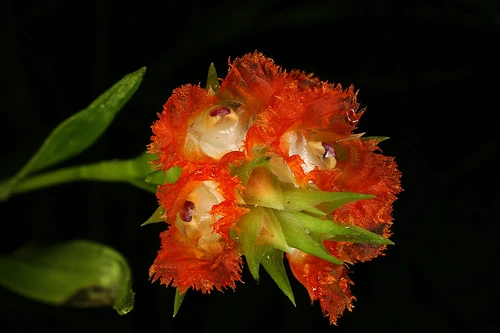 Elleanthus blatteus | Orchids Wiki | Fandom