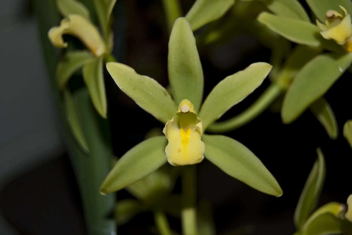 Cymbidium Fifi | Orchids Wiki | Fandom