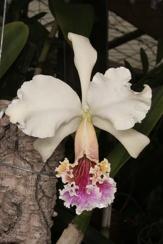 Cattleya rex | Orchids Wiki | Fandom