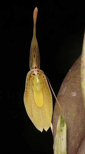 Restrepia mendozae | Orchids Wiki | Fandom