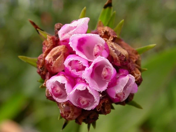 Elleanthus brasiliensis | Orchids Wiki | Fandom