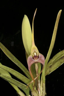 Masdevallia colossus | Orchids Wiki | Fandom