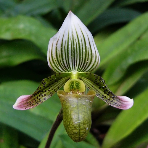 Paphiopedilum schoseri | Orchids Wiki | Fandom