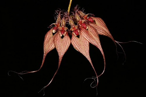 Bulbophyllum rothschildianum | Orchids Wiki | Fandom
