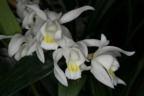Coelogyne mossiae | Orchids Wiki | Fandom