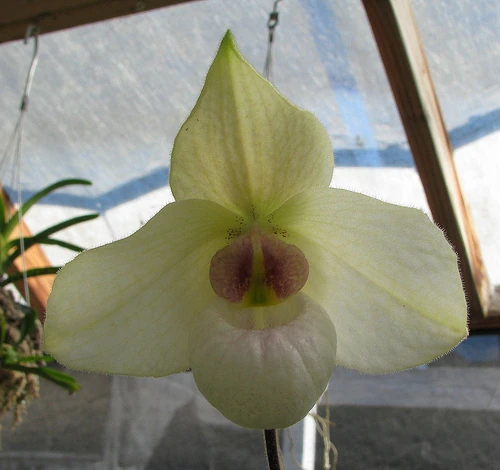 Paphiopedilum Helen Congleton | Orchids Wiki | Fandom