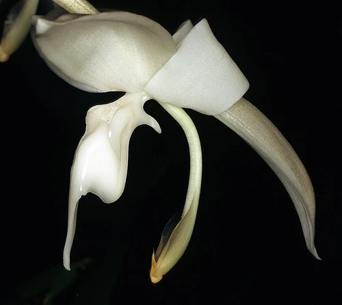Stanhopea candida | Orchids Wiki | Fandom
