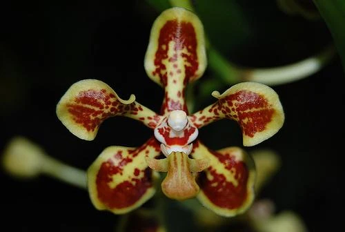 Vanda arcuata | Orchids Wiki | Fandom