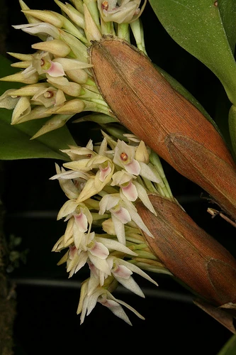 Maxillaria densa | Orchids Wiki | Fandom