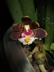 Gastrochilus bellinus | Orchids Wiki | Fandom