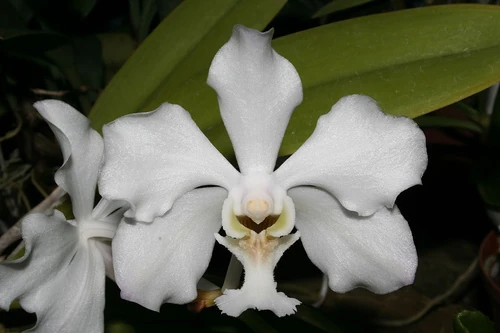 Vanda javierae | Orchids Wiki | Fandom