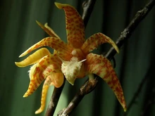Dendrobium insigne | Orchids Wiki | Fandom