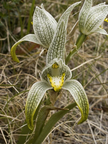 Chloraea magellanica | Orchids Wiki | Fandom