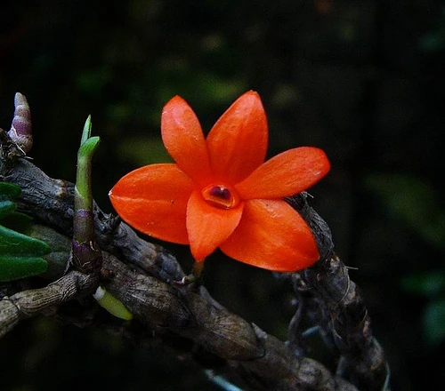 Dendrobium jacobsonii | Orchids Wiki | Fandom