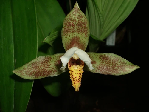 Lycaste deppei | Orchids Wiki | Fandom
