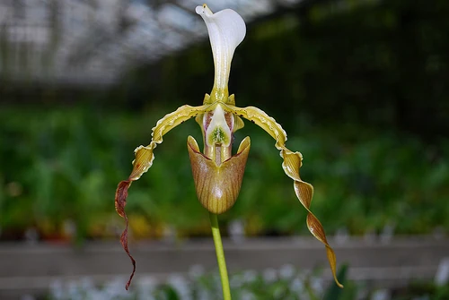 Paphiopedilum dianthum | Orchids Wiki | Fandom