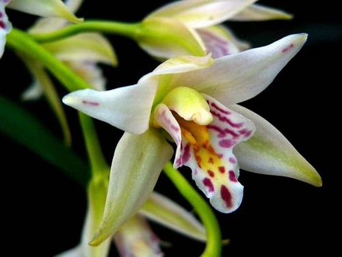 Cymbidium roseum | Orchids Wiki | Fandom