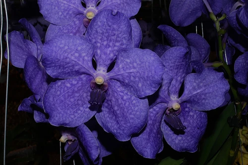 Vanda Royal Blue | Orchids Wiki | Fandom