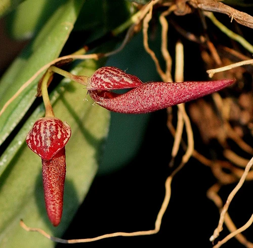Bulbophyllum mirum | Orchids Wiki | Fandom