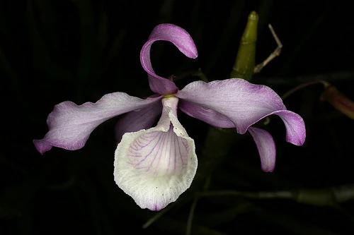 Dendrobium tortile | Orchids Wiki | Fandom