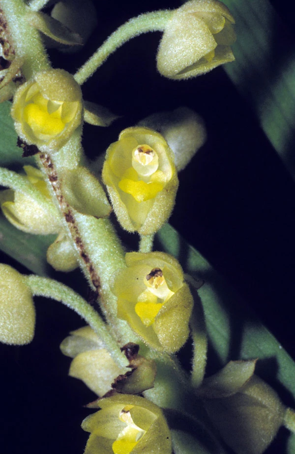 Eria kingii | Orchids Wiki | Fandom