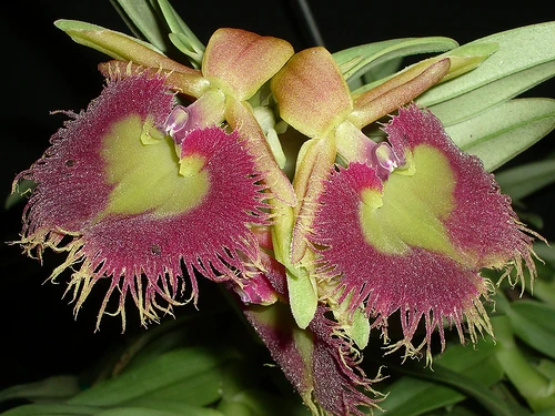 Epidendrum medusae | Orchids Wiki | Fandom