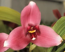 Lycaste Shoalhaven | Orchids Wiki | Fandom