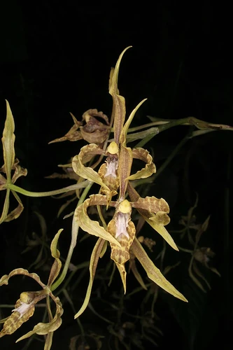 Cyrtochilum angustatum | Orchids Wiki | Fandom