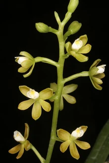 Prosthechea ochracea | Orchids Wiki | Fandom