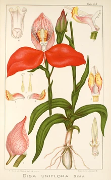 Disa | Orchids Wiki | Fandom