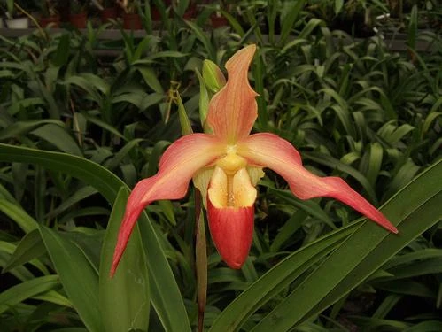 Phragmipedium Living Fire | Orchids Wiki | Fandom